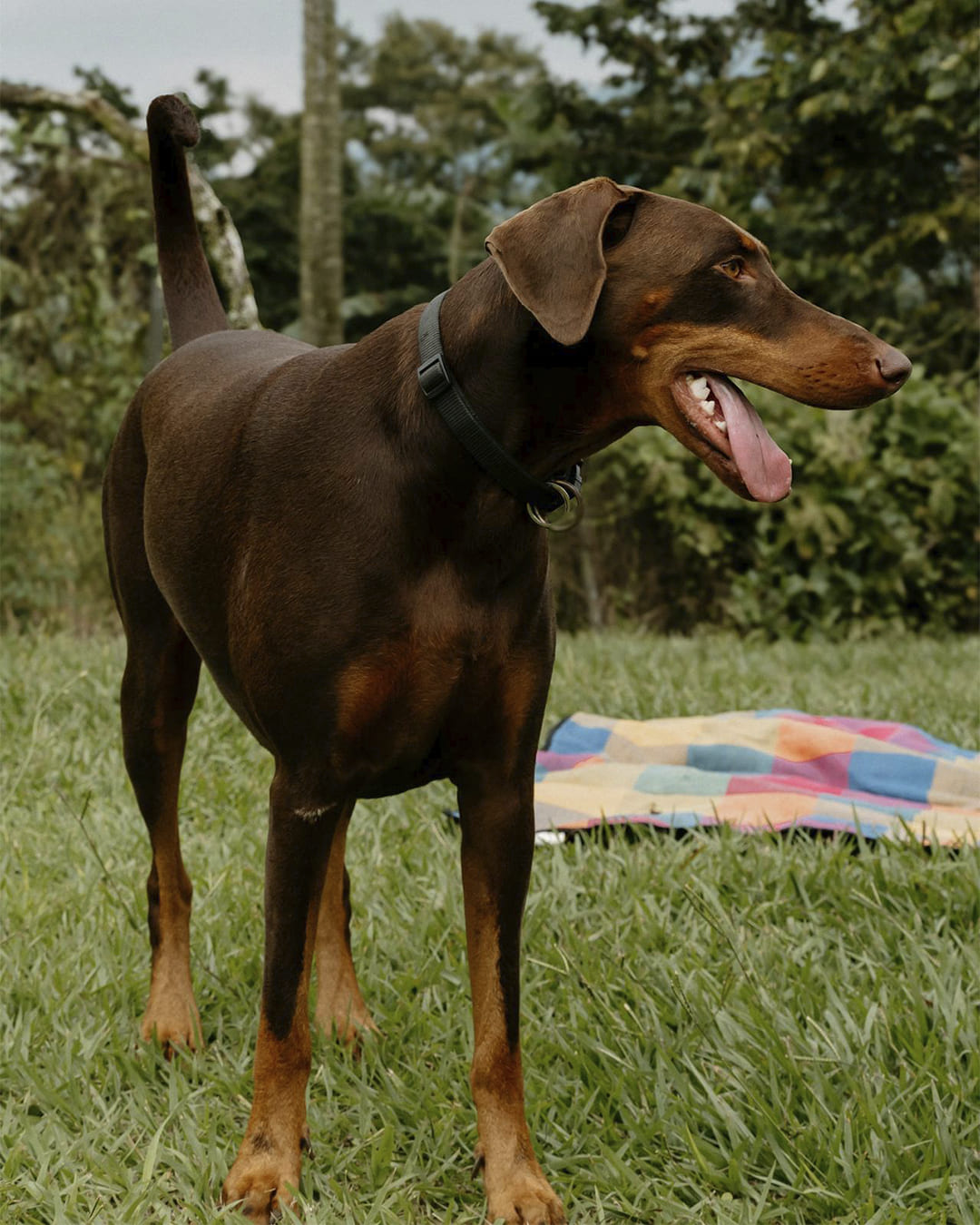 Cachorro Doberman Tudo Sobre a Raça Forte e Elegante