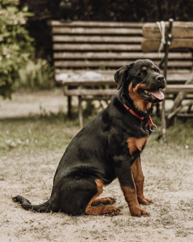 Cachorro Rottweiler entenda tudo sobre a raça grande e amorosa - Folha ...